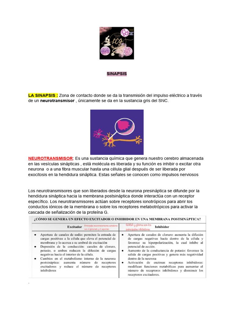 Sinapsis: Tipos y Funciones en el SNC | PDF | Sinapsis | Neurotransmisor