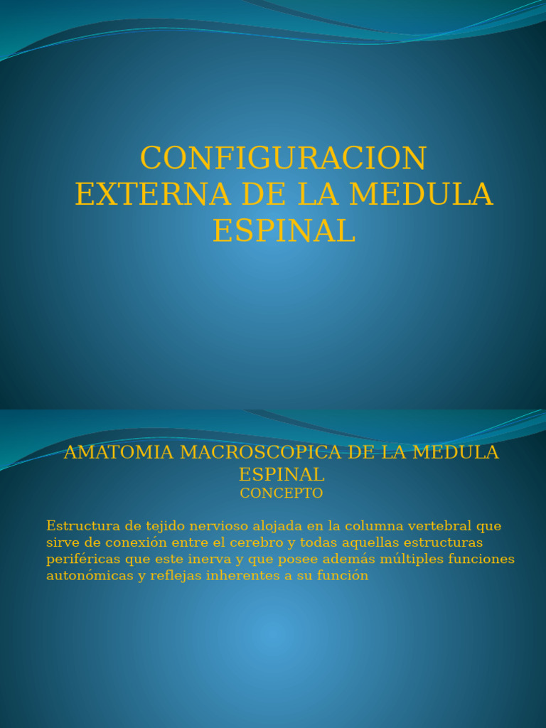 Anatomia Macro Medula | PDF | Médula espinal | Neuroanatomía