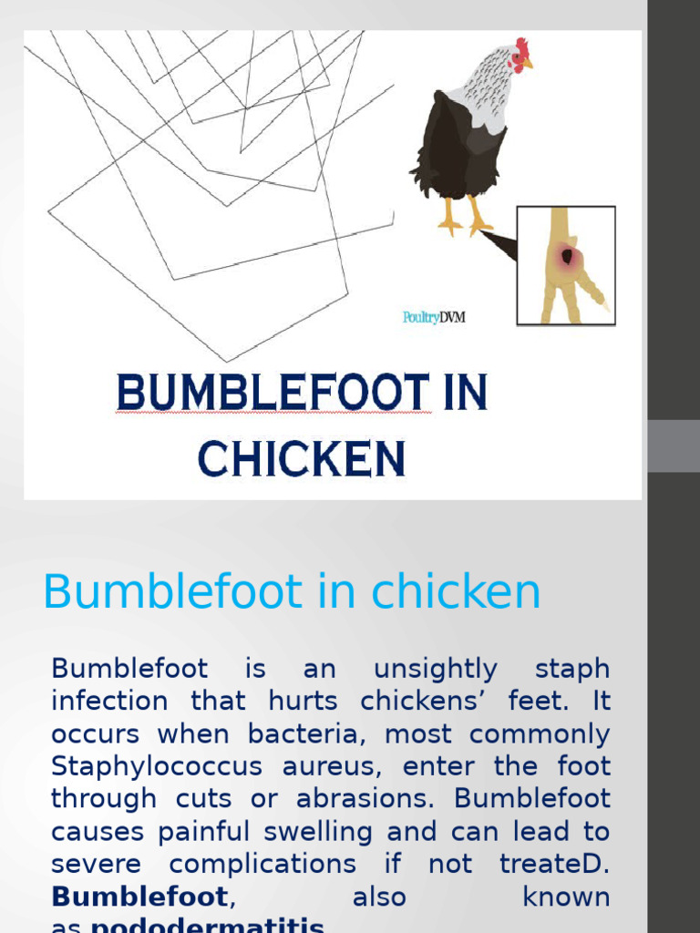Bumblefoot in Chickens Guide | PDF | Infection | Staphylococcus