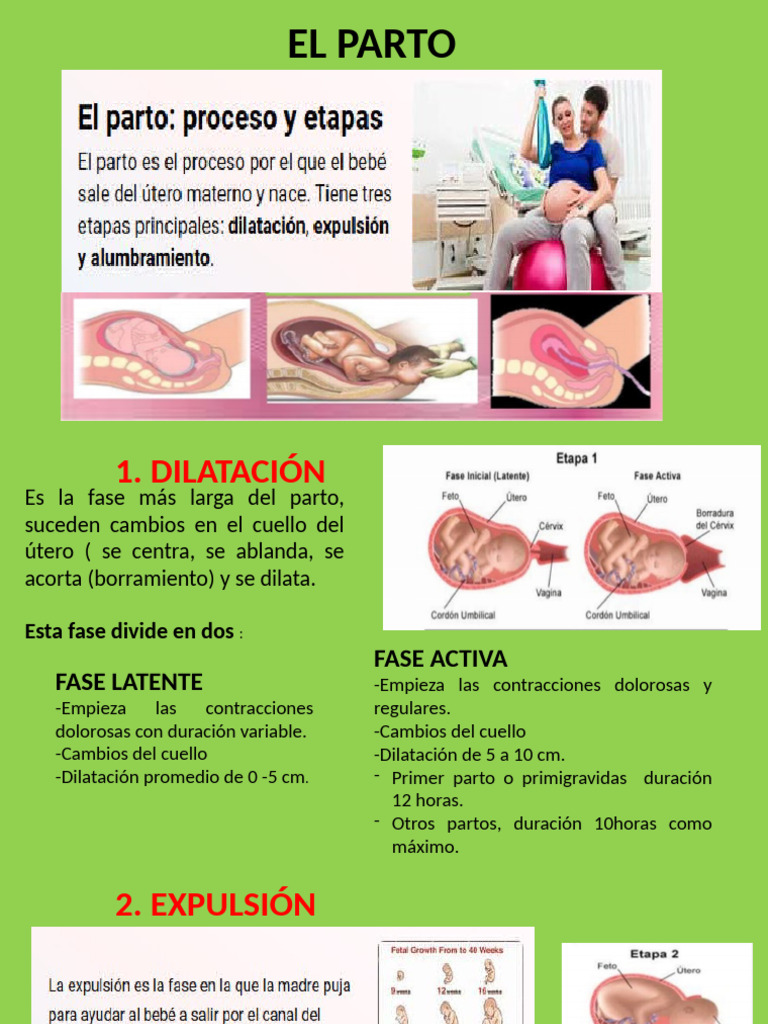 Fases Del Parto Ok | PDF
