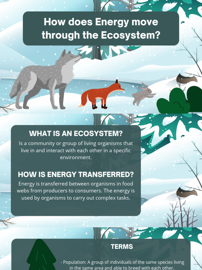 Energy, Ecosystem and Organisms 5TH Grade | PDF | Ecosystem | Foods