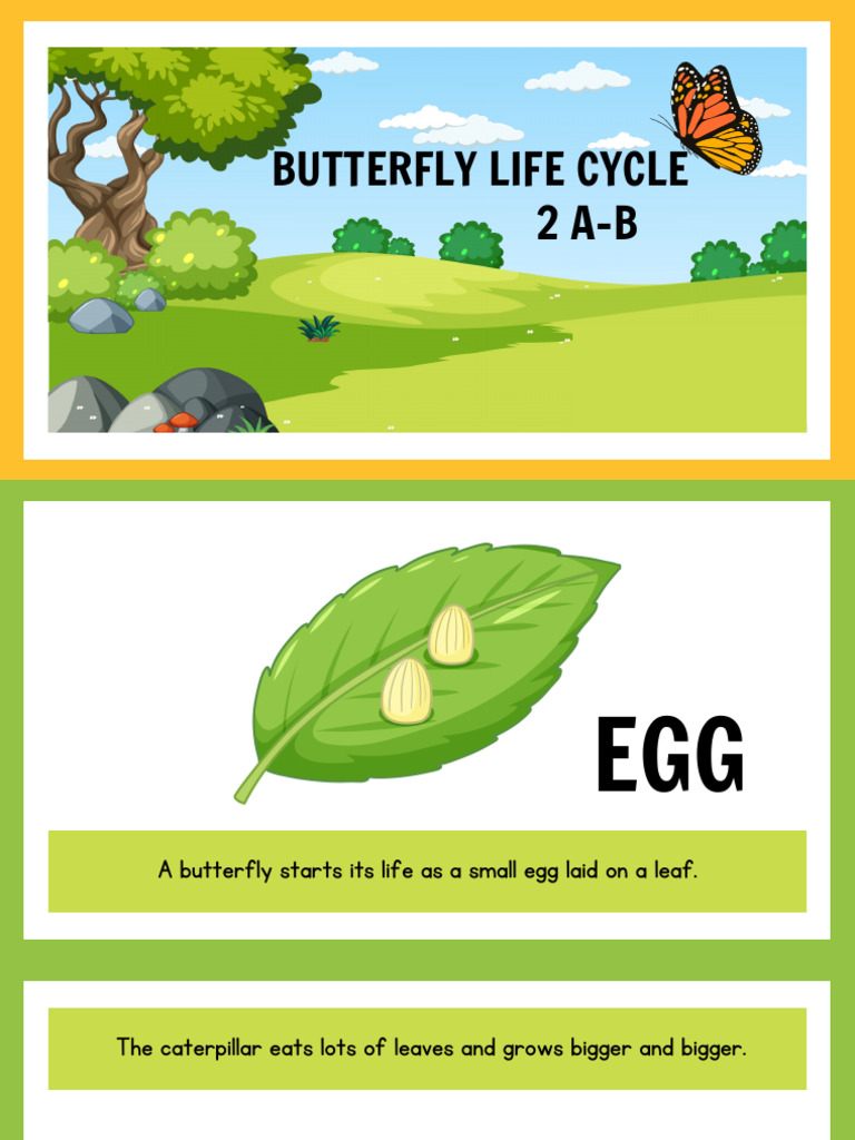 Butterfly Life Cycle | PDF