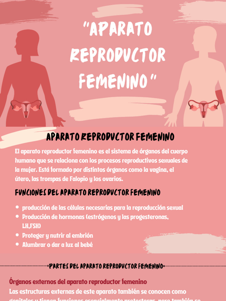 Aparato R. Femenino - 20250201 - 130506 - 0000 | PDF | Sistema reproductivo | Vagina