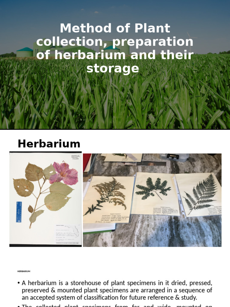 Herbarium Preparation and Plant Collection | PDF | Botany | Plants