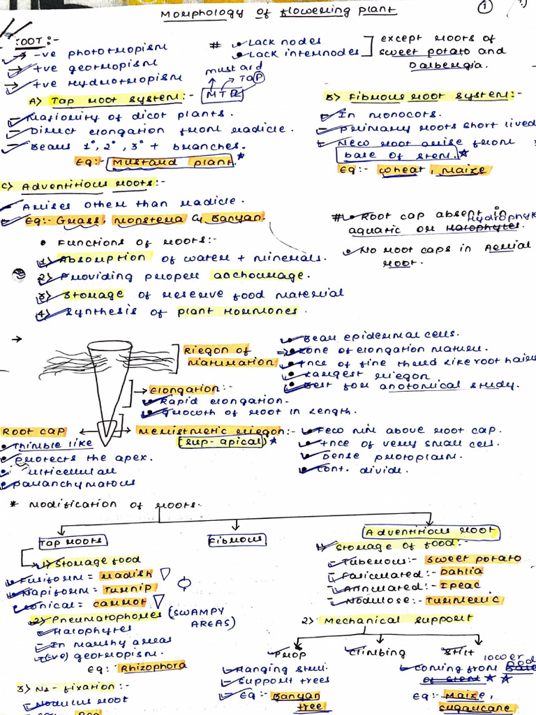 Morphology short NOTES | PDF | Plant Reproduction | Plant Morphology