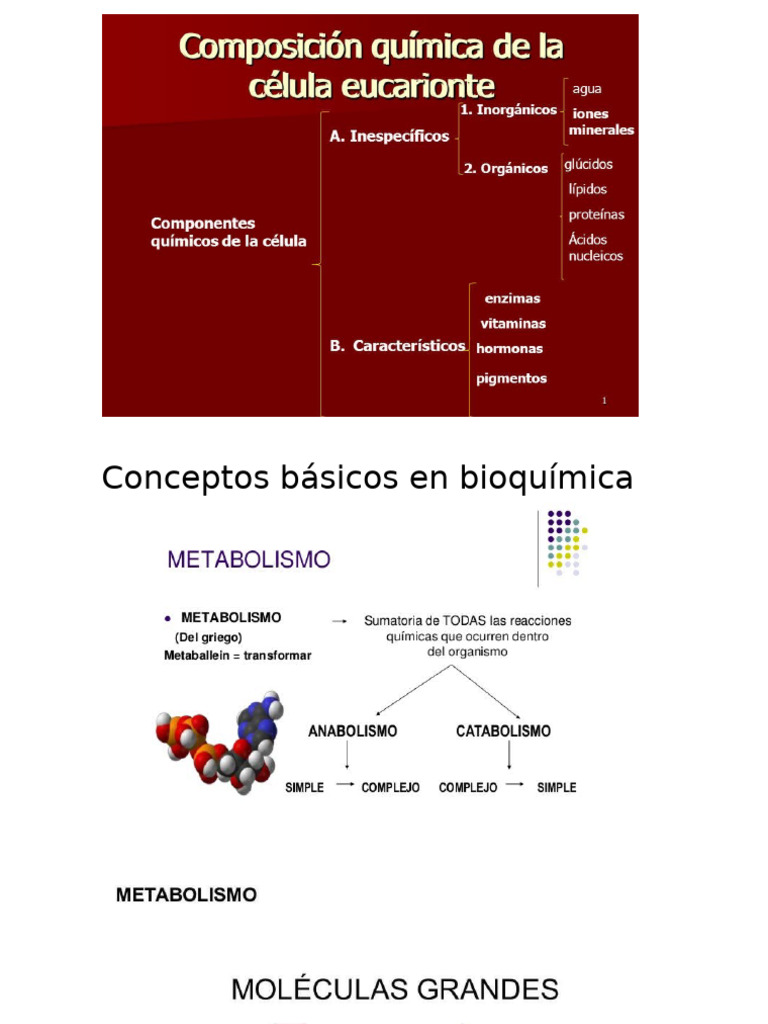 Conceptos Basicos de Bioquimica | PDF | Nutrición | Dieta y nutrición