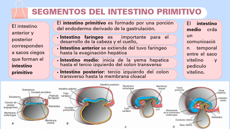 Segmentos Del Intestino Primitivo PDF | PDF