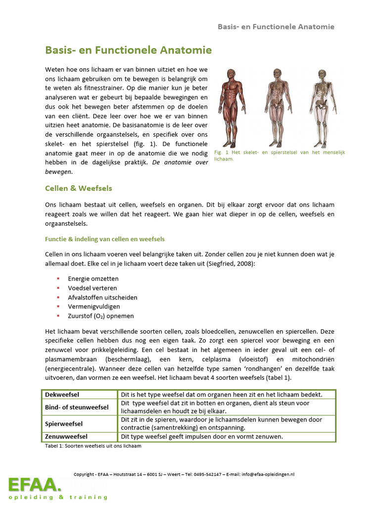 Basis en Functionele Anatomie | PDF