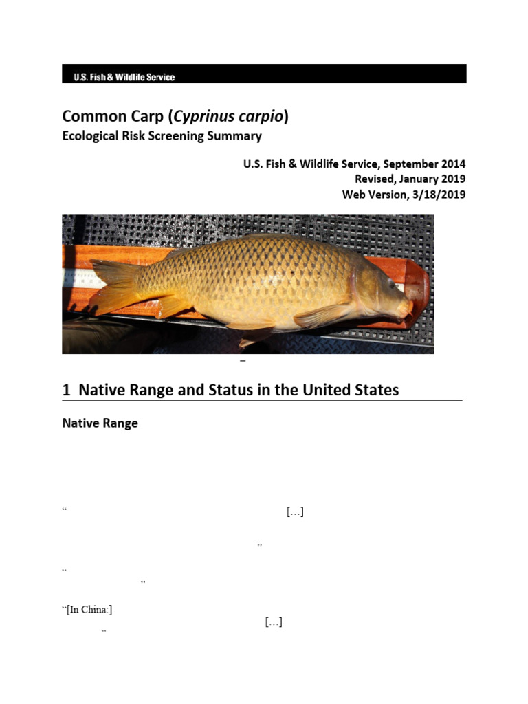 Ecological Risk Screening Summary Common Carp | PDF | Drainage Basin | Fish