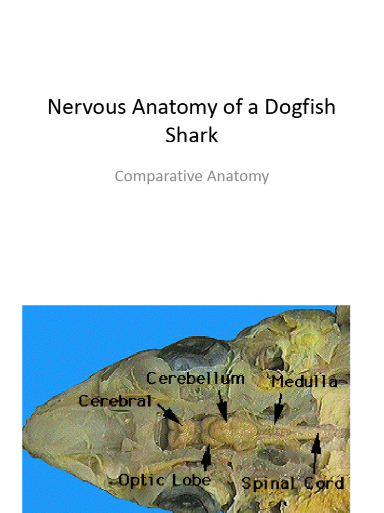 Nervous Anatomy of A Dogfish Shark | PDF