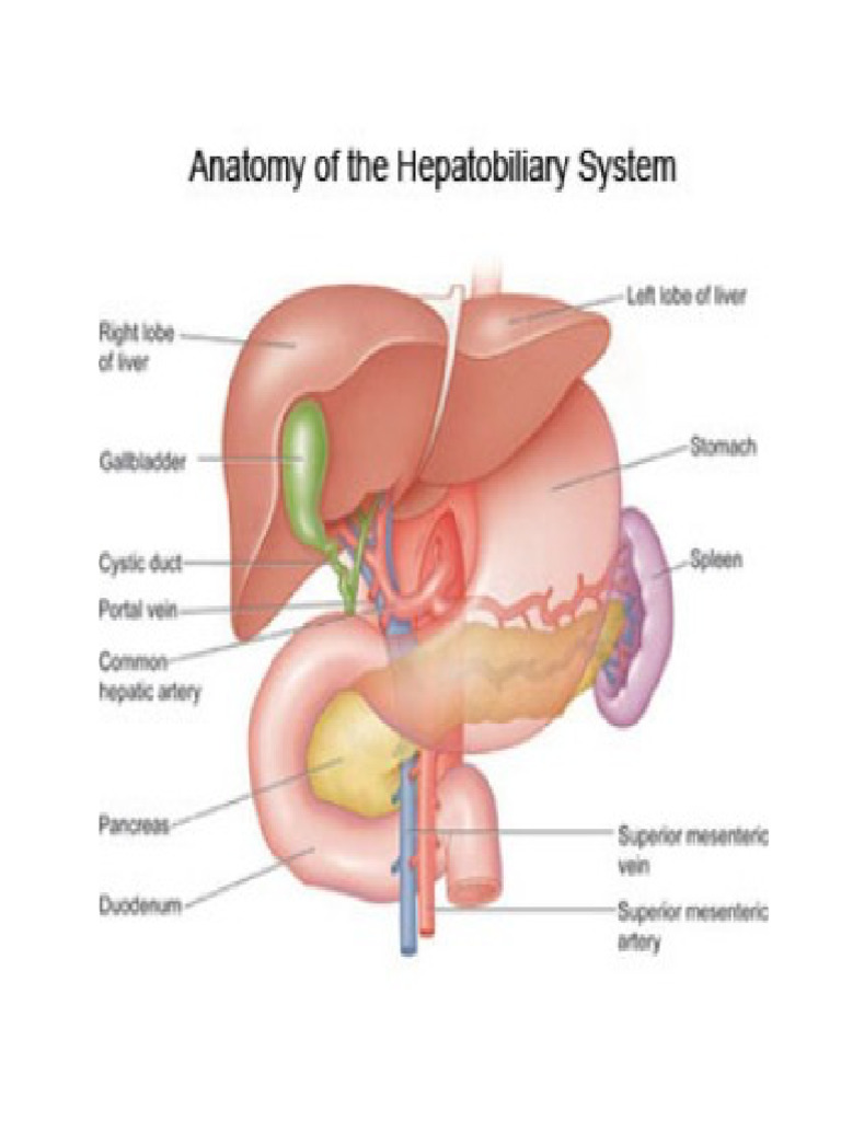 Hepatobiliary System | PDF