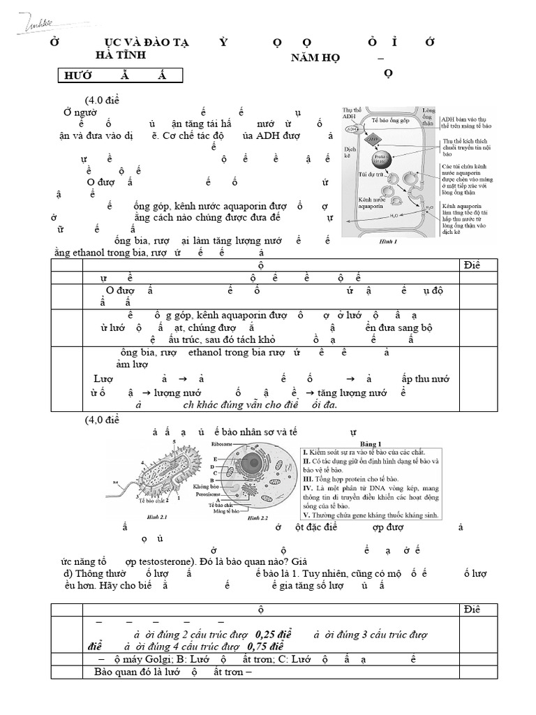 Đáp Án HSG 10 - HT | PDF