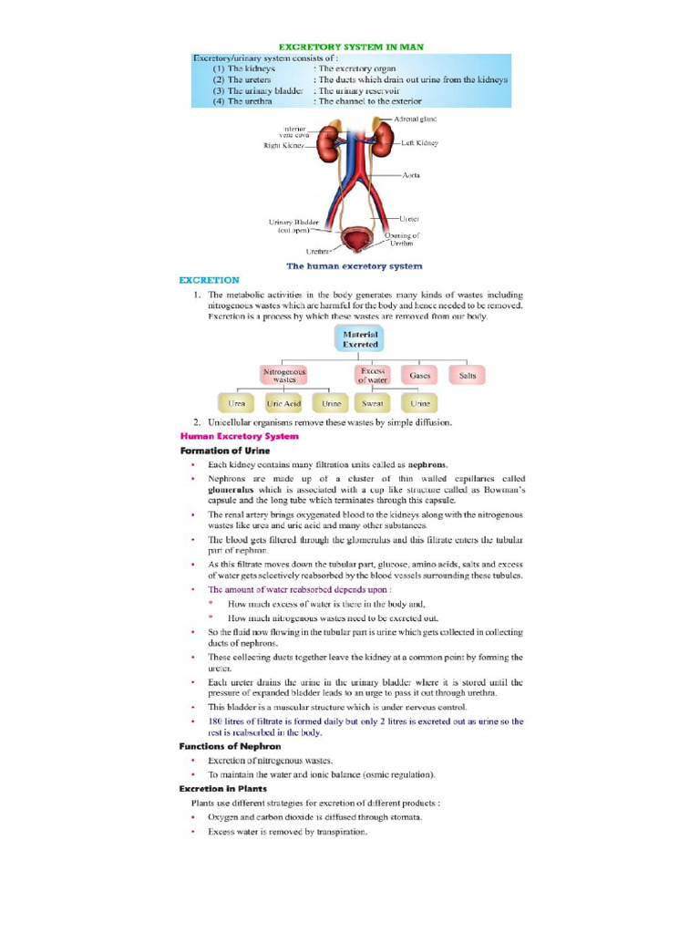 EXCRETION | PDF