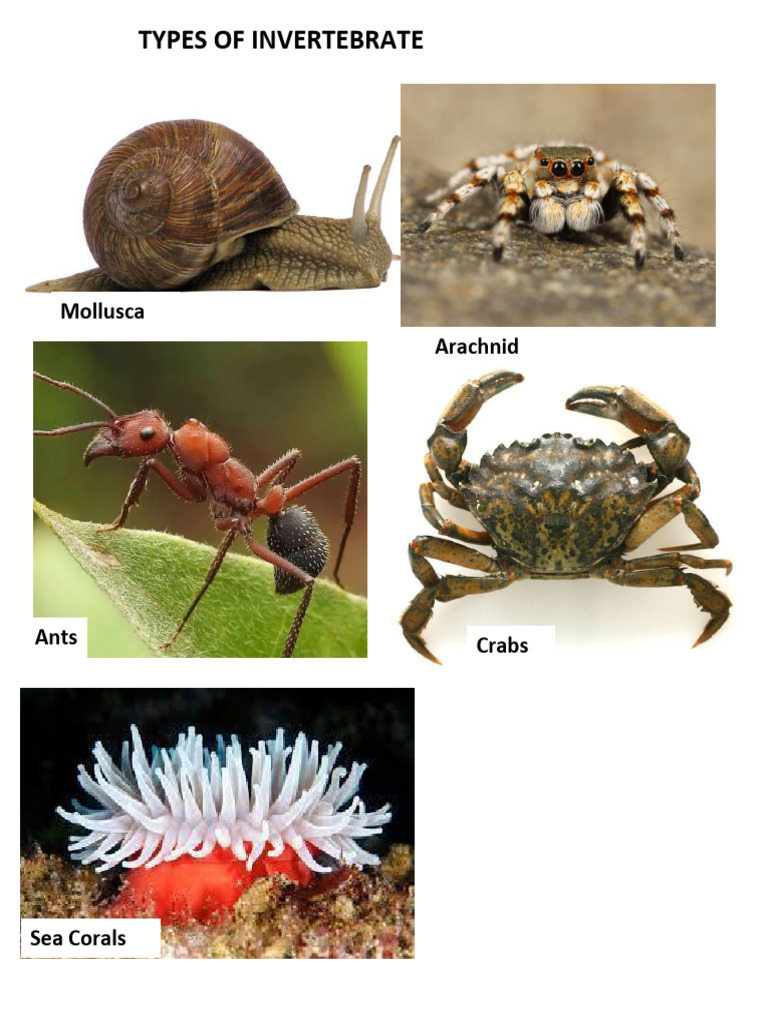 Inverterbrates | PDF