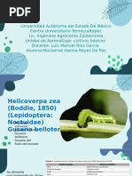 Gusano Soldado Spodoptera Exigua | PDF | Control biológico de plagas ...