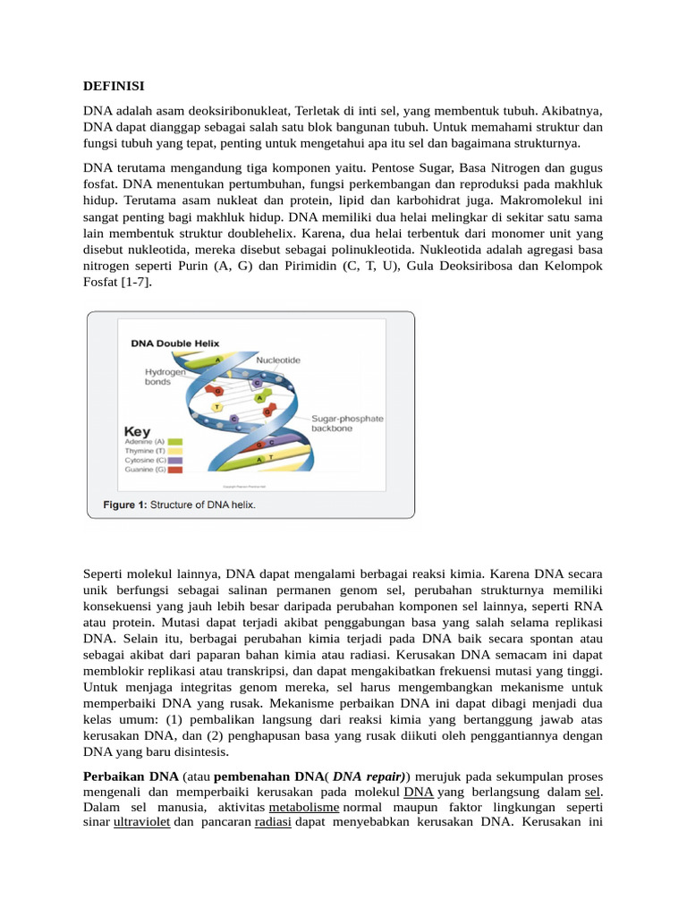 DNA Repair Mechanism in Human | PDF
