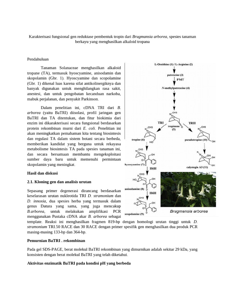 Karakterisasi Fungsional Gen Reduktase Pembentuk Tropin Dari Brugmansia ...