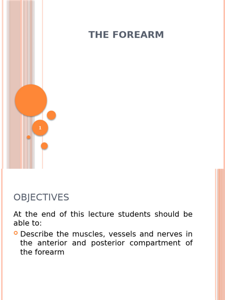 7 the Forearm | PDF | Thumb | Hand