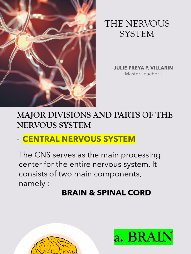 Overview of the Nervous System Parts | PDF