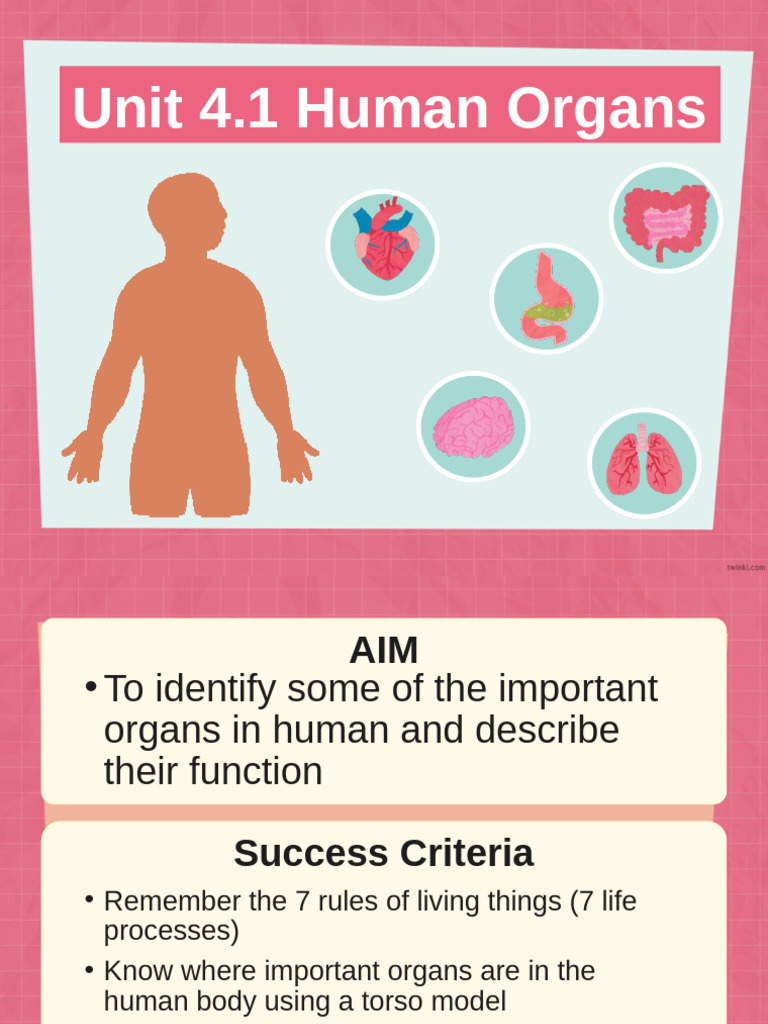S3 - W23 - U4.1 Human Organs - 2024-2025 - P1 | PDF | Heart | Thorax
