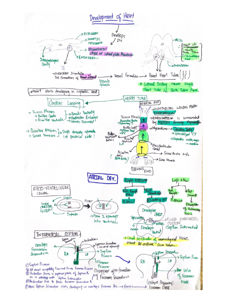 Development of Heart Notes | PDF