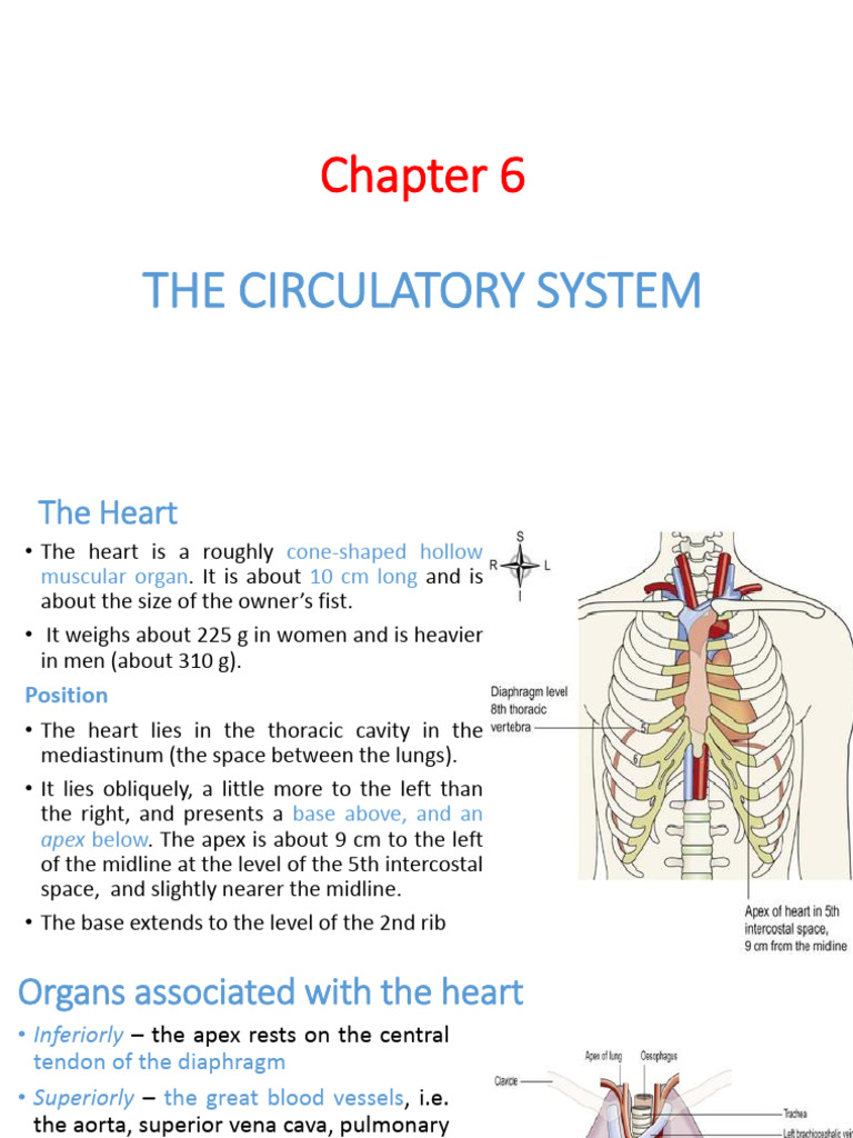 Anatomy of the Human Heart Explained | PDF | Heart Valve | Atrium (Heart)
