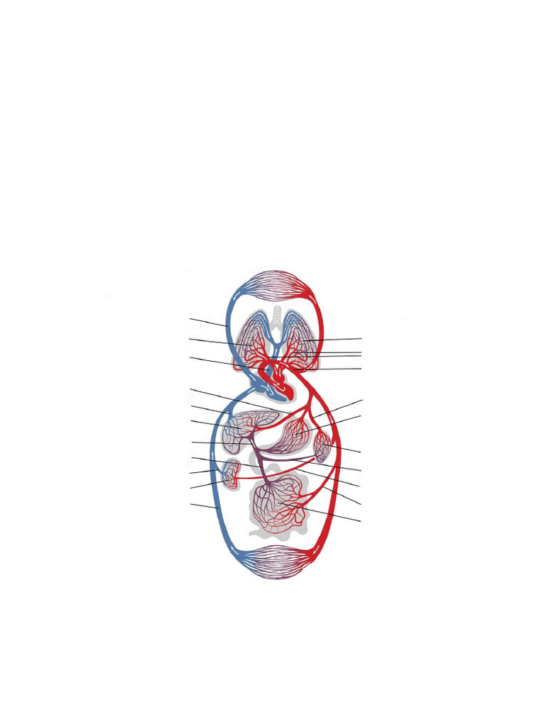 APP 9th Lab. Activity (Blood Vessels and Circulation) | PDF | Vein | Artery