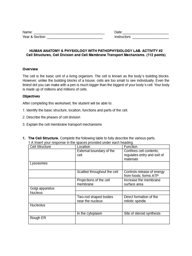 Human Anatomy S.Y. 2024-2025 Lab. Activity 2 | PDF | Cell (Biology ...