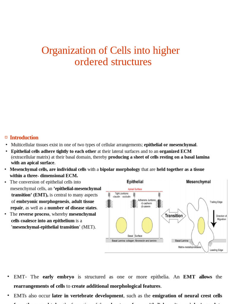 Org. of Cells Into Higher Ordered Structures | PDF | Integrin | Cell ...