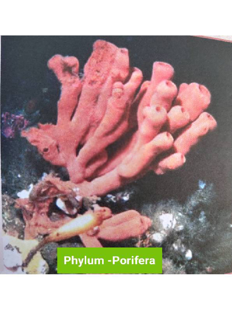 Phylum Porifera | PDF
