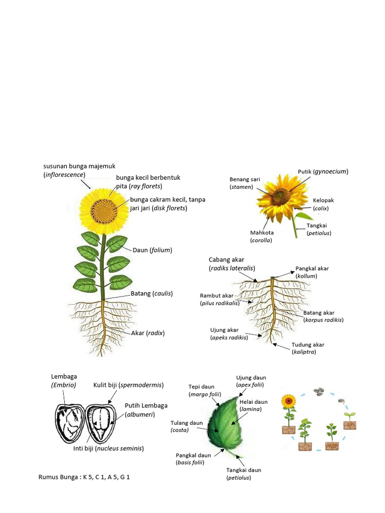 Morfologi dan Struktur Bunga Matahari | PDF