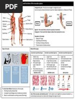 GCSE PE Muscular System Revision Guide | PDF | Anatomical Terms Of ...
