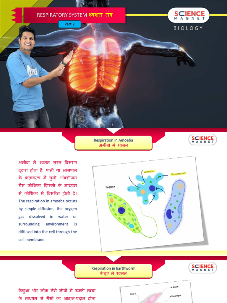 Respiratory System: Biology | PDF