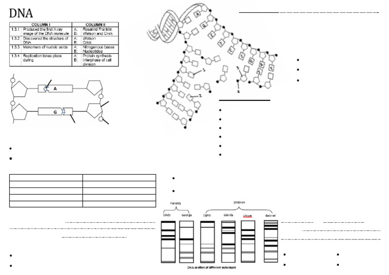 9.2 DNA ONE PAGER | PDF | Dna | Nucleic Acids