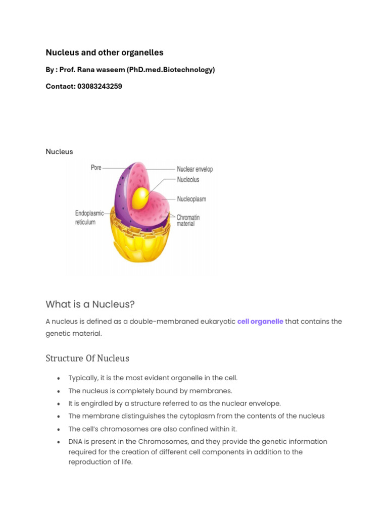 Nucleus & Ribosomes & Lysosome-1 | PDF | Cell Nucleus | Cell (Biology)