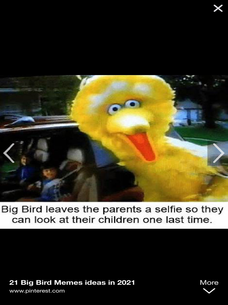 The Best Big Bird Memes ) Memedroid | PDF