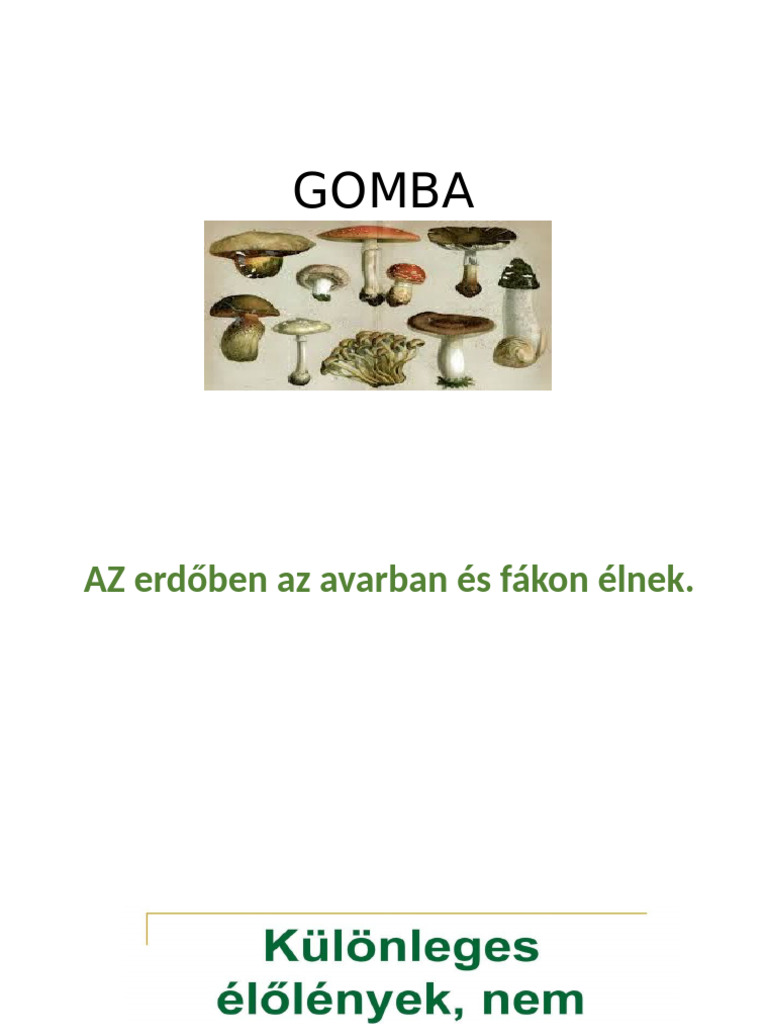 GOMBA | PDF