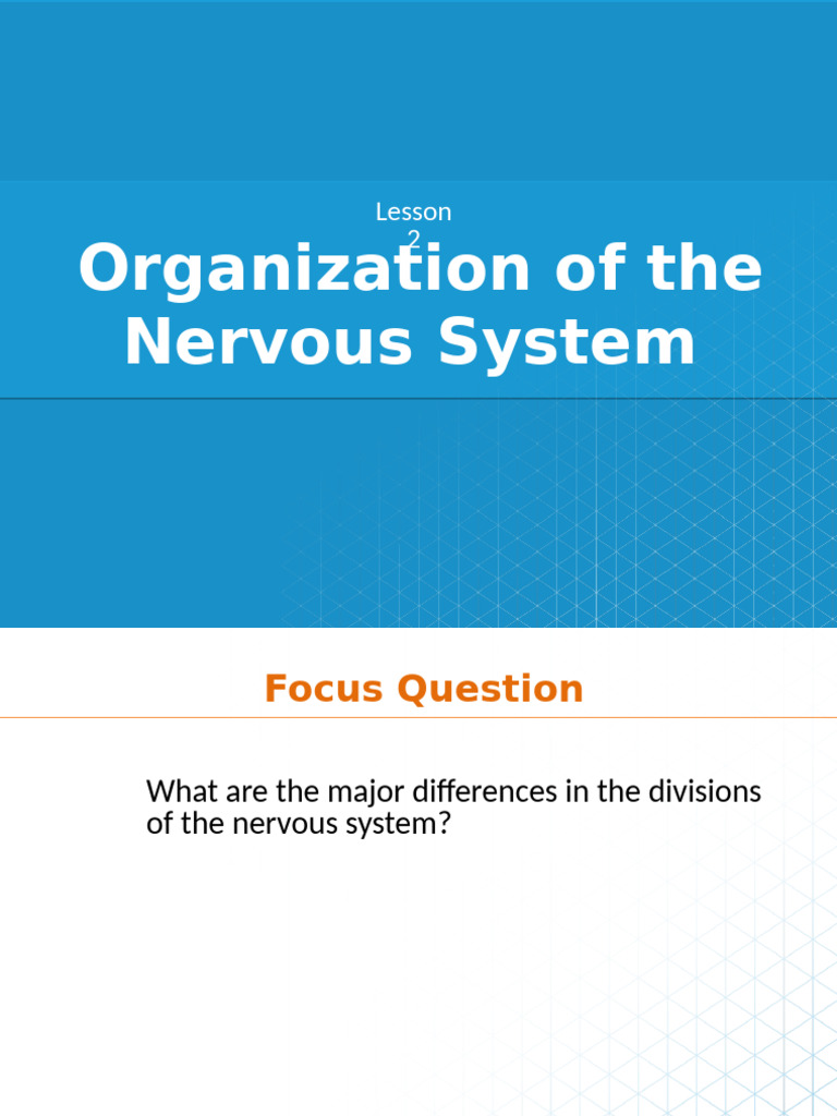Nervous System Divisions Explained | PDF | Central Nervous System ...