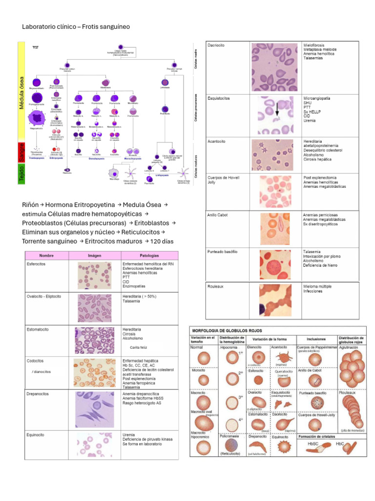 Laboratorio Clinico - Frotis y Celulas de La Linea Blanca | PDF | Leucocito | Células