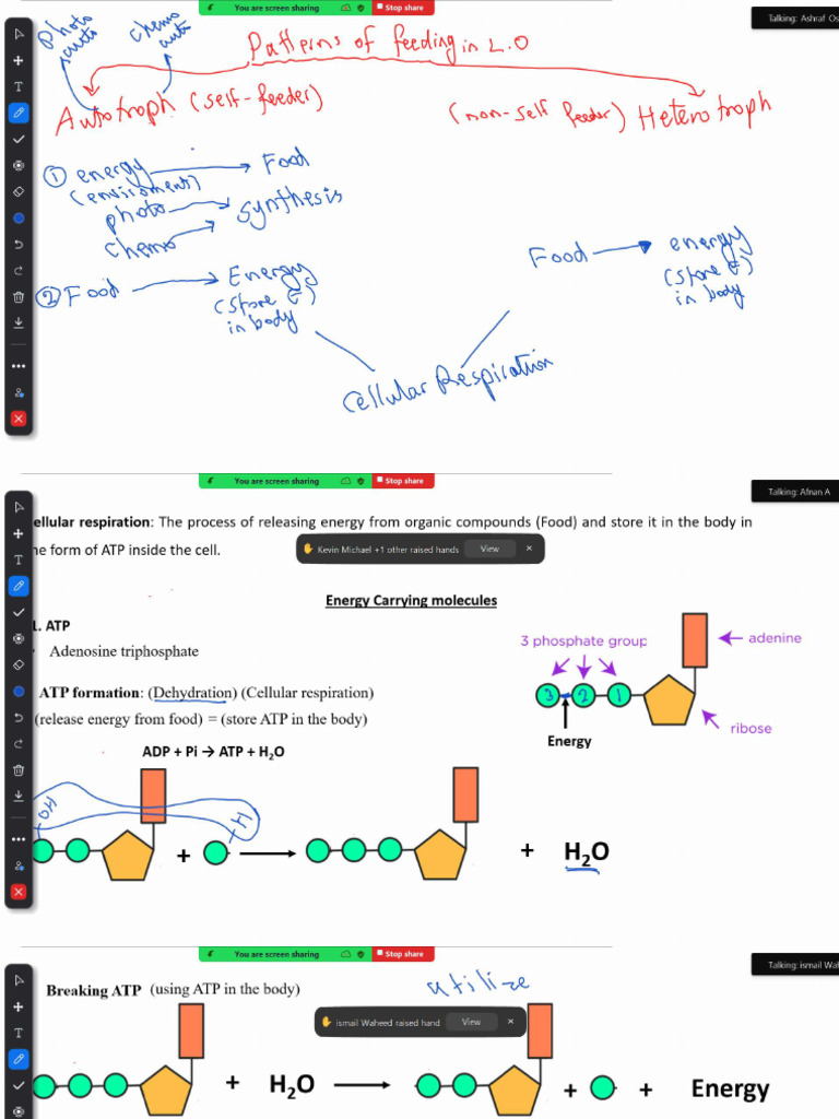 Cellular Respiration Annotation | PDF