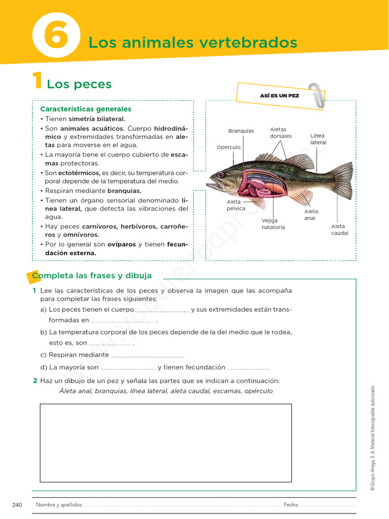 06_Vertebrados | PDF | Zoología | Vertebrados Acuáticos