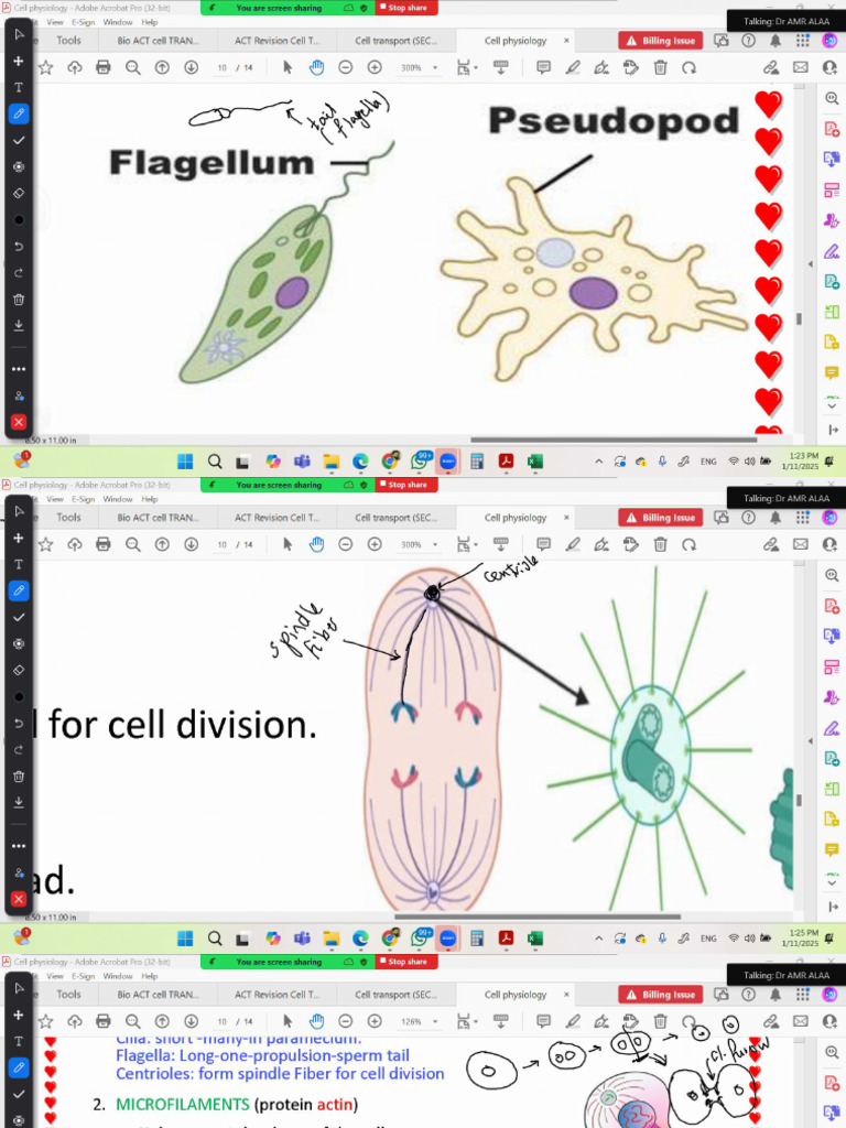 Cell Transport Annotation | PDF