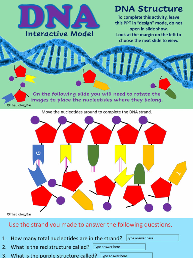 DNAInteractiveModel 1 | PDF