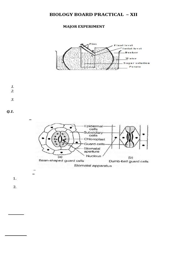 Biology Practical Question Solution | PDF | Meiosis | Fertilisation