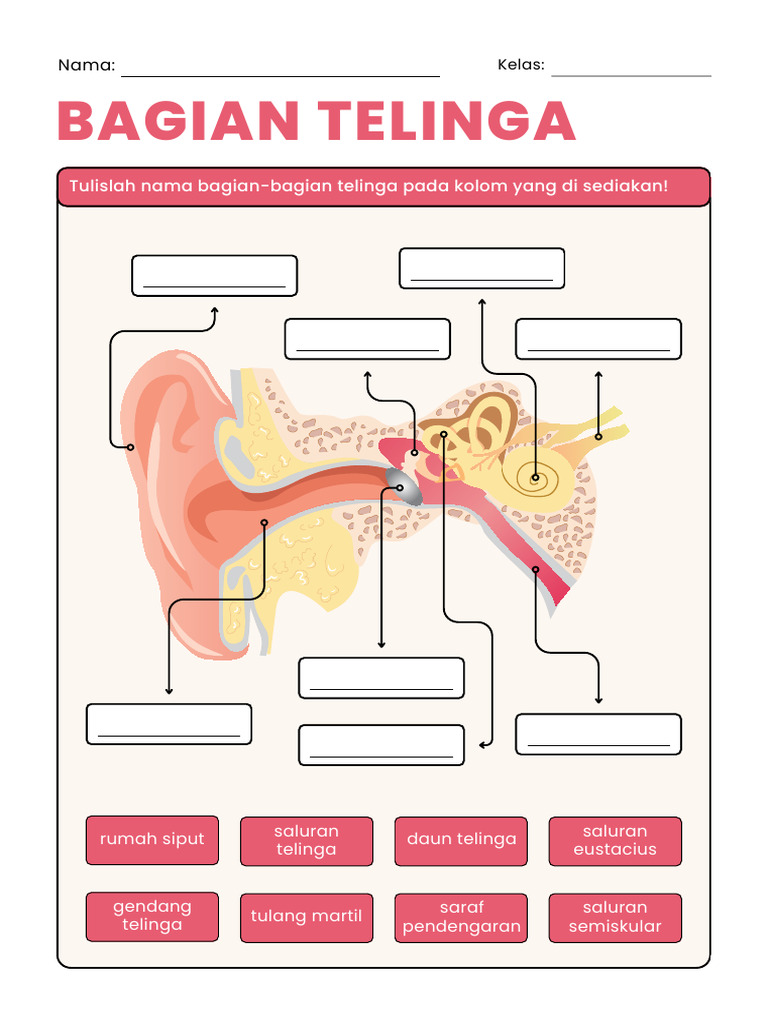 XLKPD Bagian Telinga Dan Fungsinya | PDF