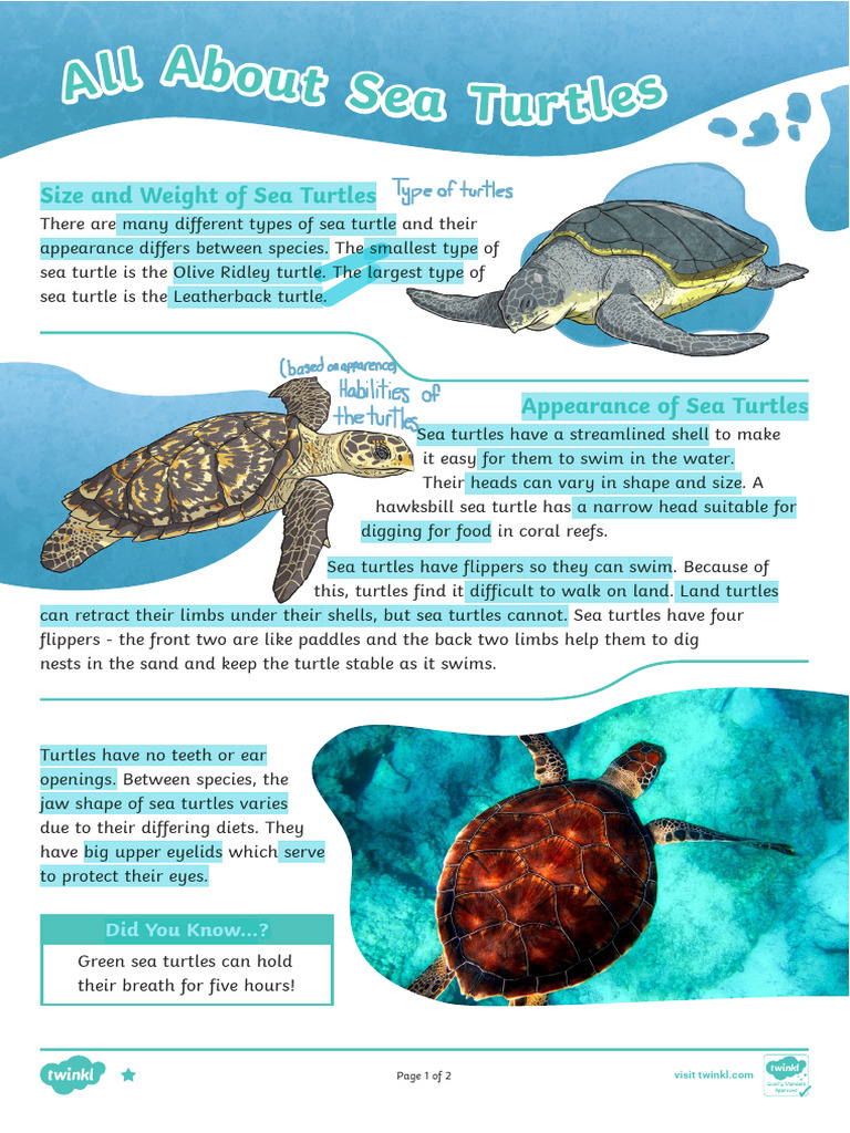 All About Sea Turtles - Short | PDF | Sea Turtle | Turtle