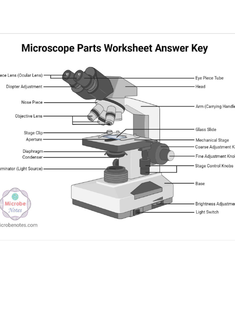 Microscope | PDF