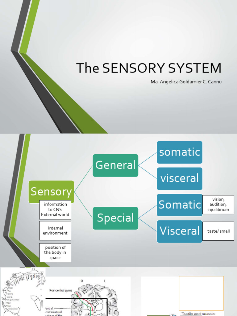 The-Sensory-System-final | PDF | Stimulus (Physiology) | Spinal Cord