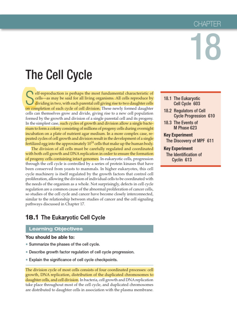 Cell Cycle Regulation | PDF | Cell Cycle | Mitosis
