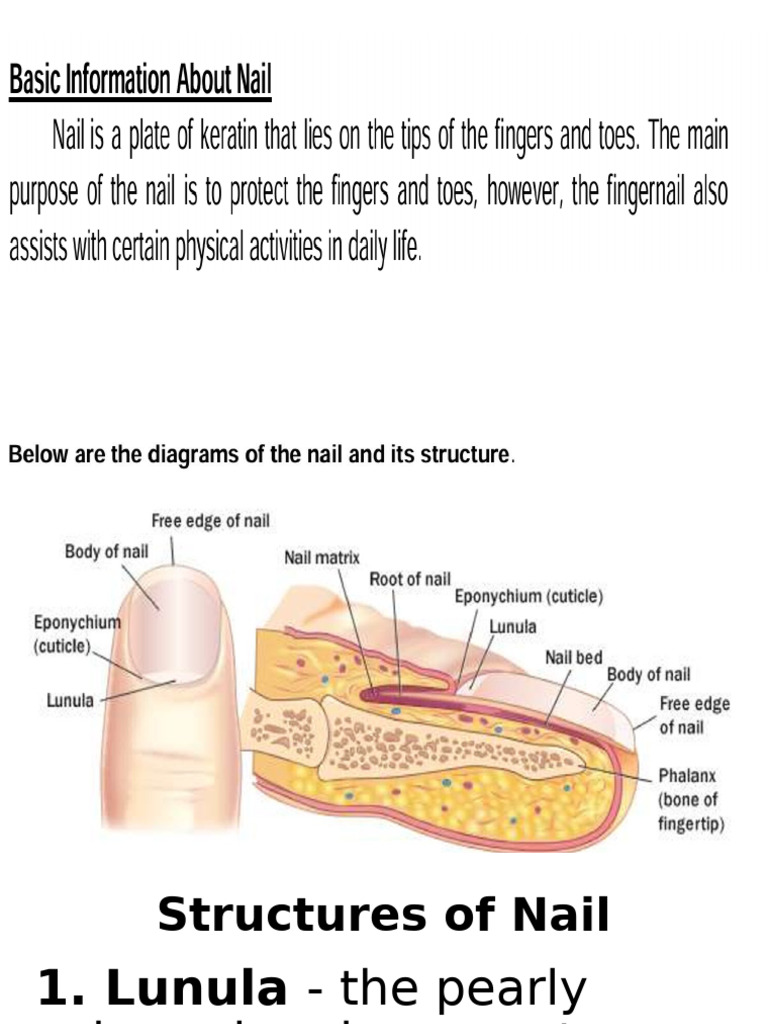 Nails Structure-Shapes of Nails | PDF | Nail (Anatomy) | Integumentary ...